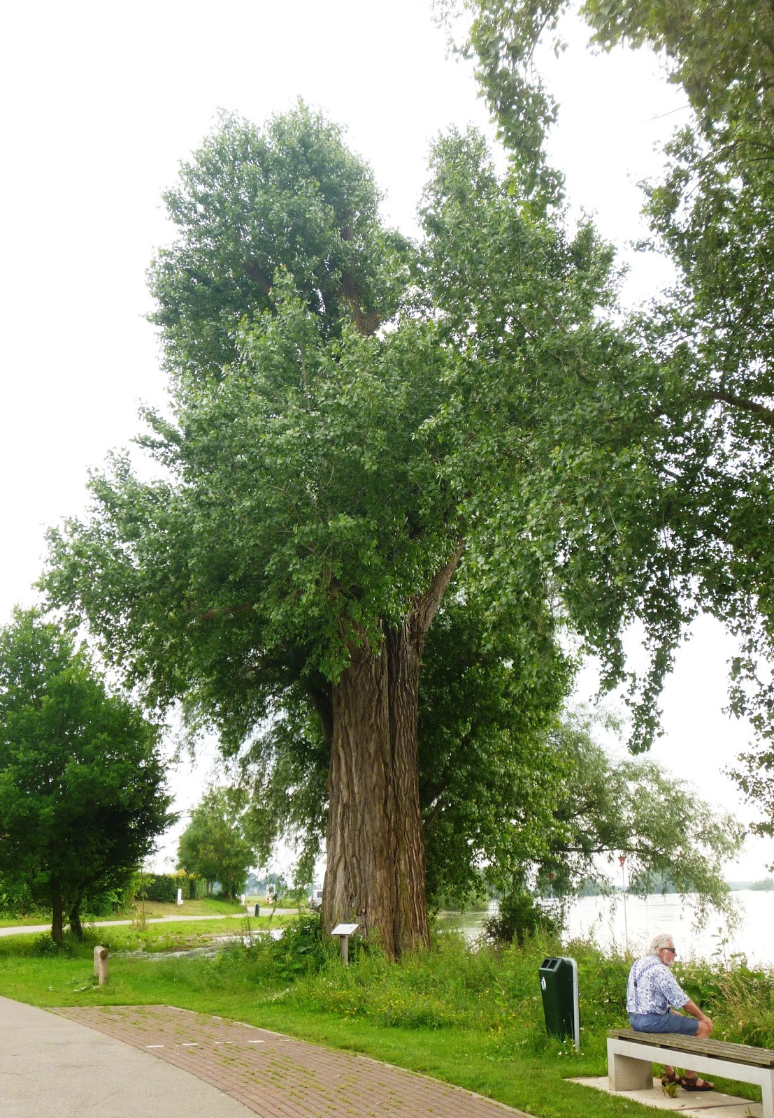 Bomenstichting Achterhoek: Geadopteerde monumentale Populier