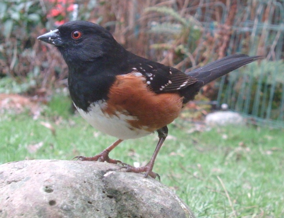 Shoreline Area News: For the Birds: Spotted Towhee