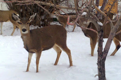 Deer in Carson City-near Washington Street