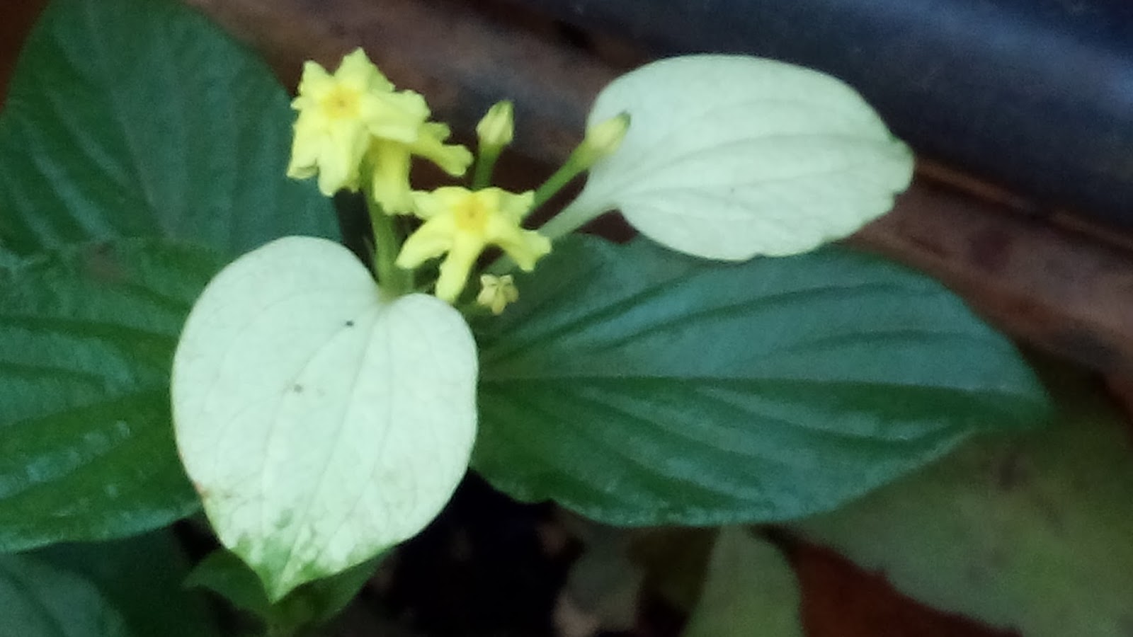 Garden Care Simplified Five Reasons Why Your Newly Planted Plant Died 5 Practical Tips To Save