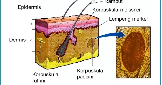 Indera Perasa dan Peraba pada Manusia (Kulit) : Struktur Fungsi Bagian ...