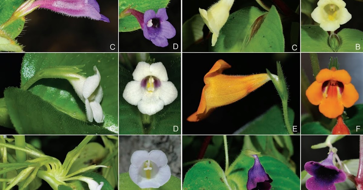 Species New to Science: [Botany • 2017] A Revision of Microchirita ...