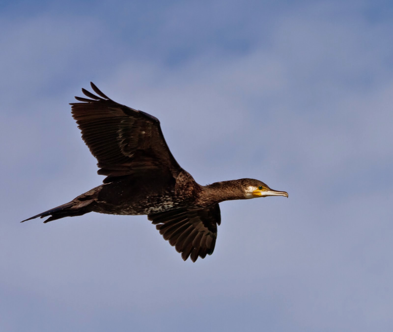 rincon de la naturalogica: El corb marí