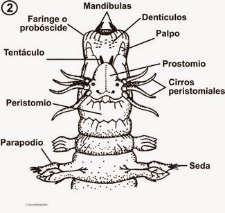 POLIQUETOS: Poliquetos