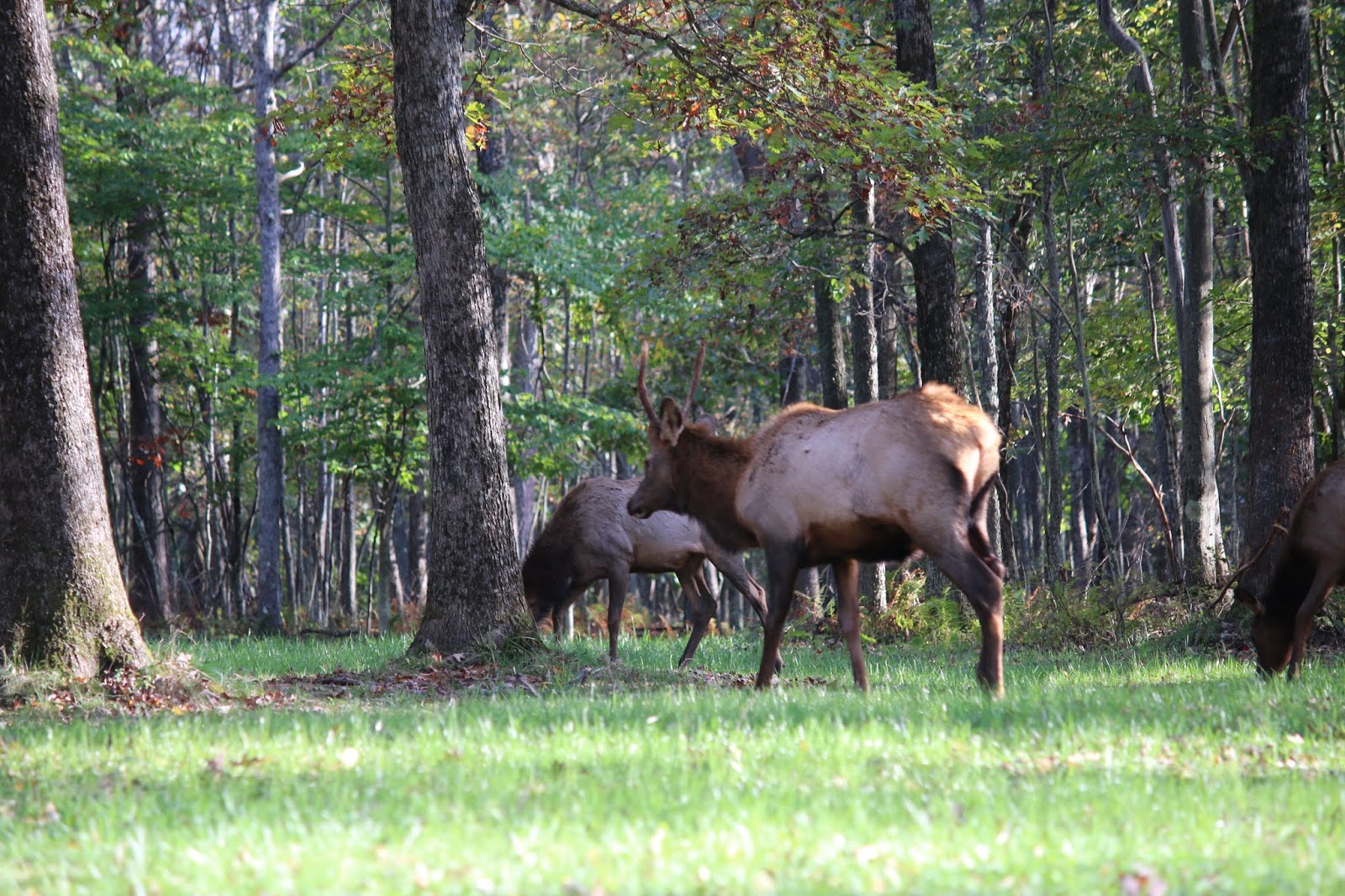 More Autumn Elk Watching in Pennsylvania | Interesting Pennsylvania and ...