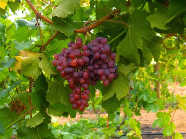 TaMAn TEmPErATe: Anggur Crimson seedless cantuman sisi (side grafting)