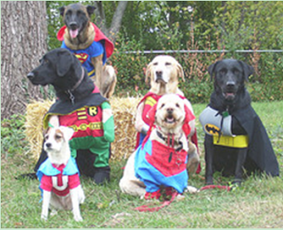 zentai makes you fun: Super dog party?