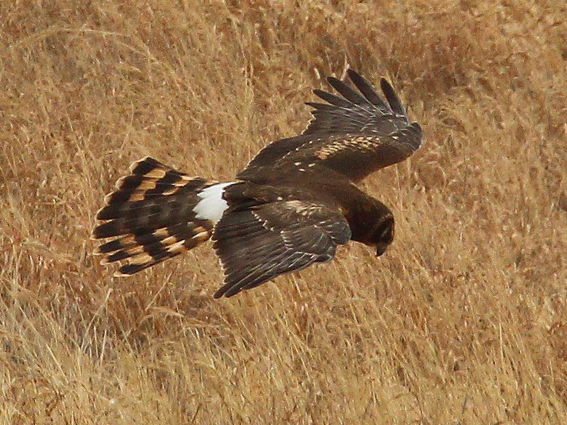 West County Hawkwatch Raptor Research Group : DFW Raptors – Dallas area ...