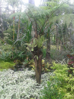 pohon pakis monyet pakis bulu pakis kera