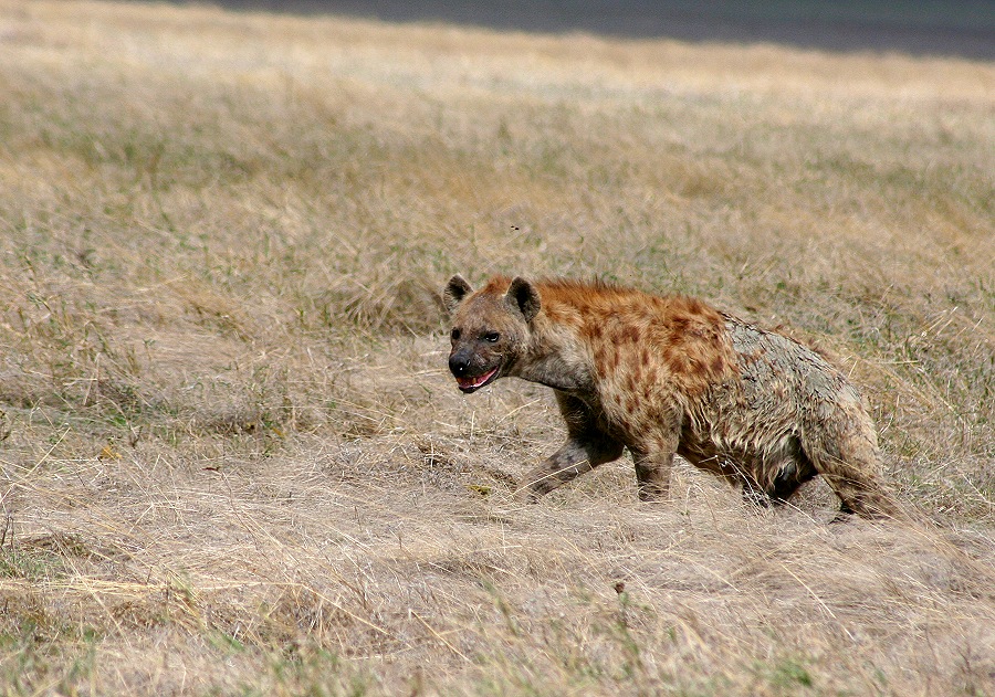 Hyena | The Biggest Animals Kingdom