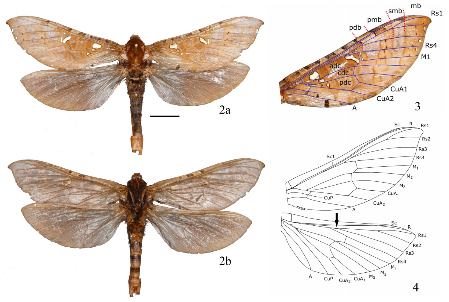 Species New to Science: [Entomology • 2019] Walkeriella miraculosa • A ...