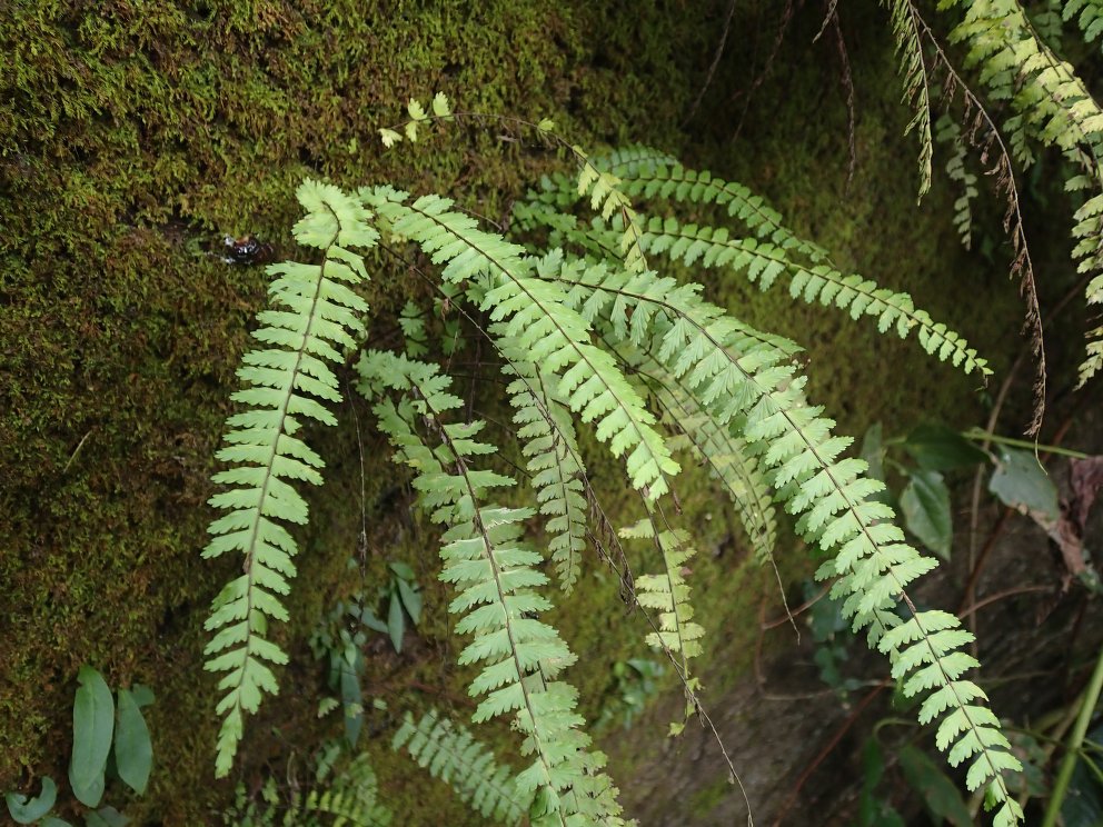 FAMILIA DE HELECHOS EN PUERTO RICO: ASPLENIACEAE ASPLENIUM Y HEMIDICTYUM