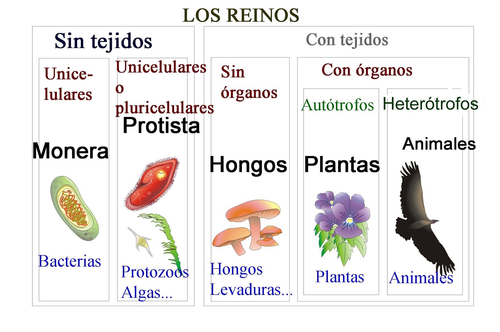 EQUIPO -5ºNIVEL- HERENCIA : CIENCIAS DE LA NATURALEZA: UD 1ª - "LOS ...