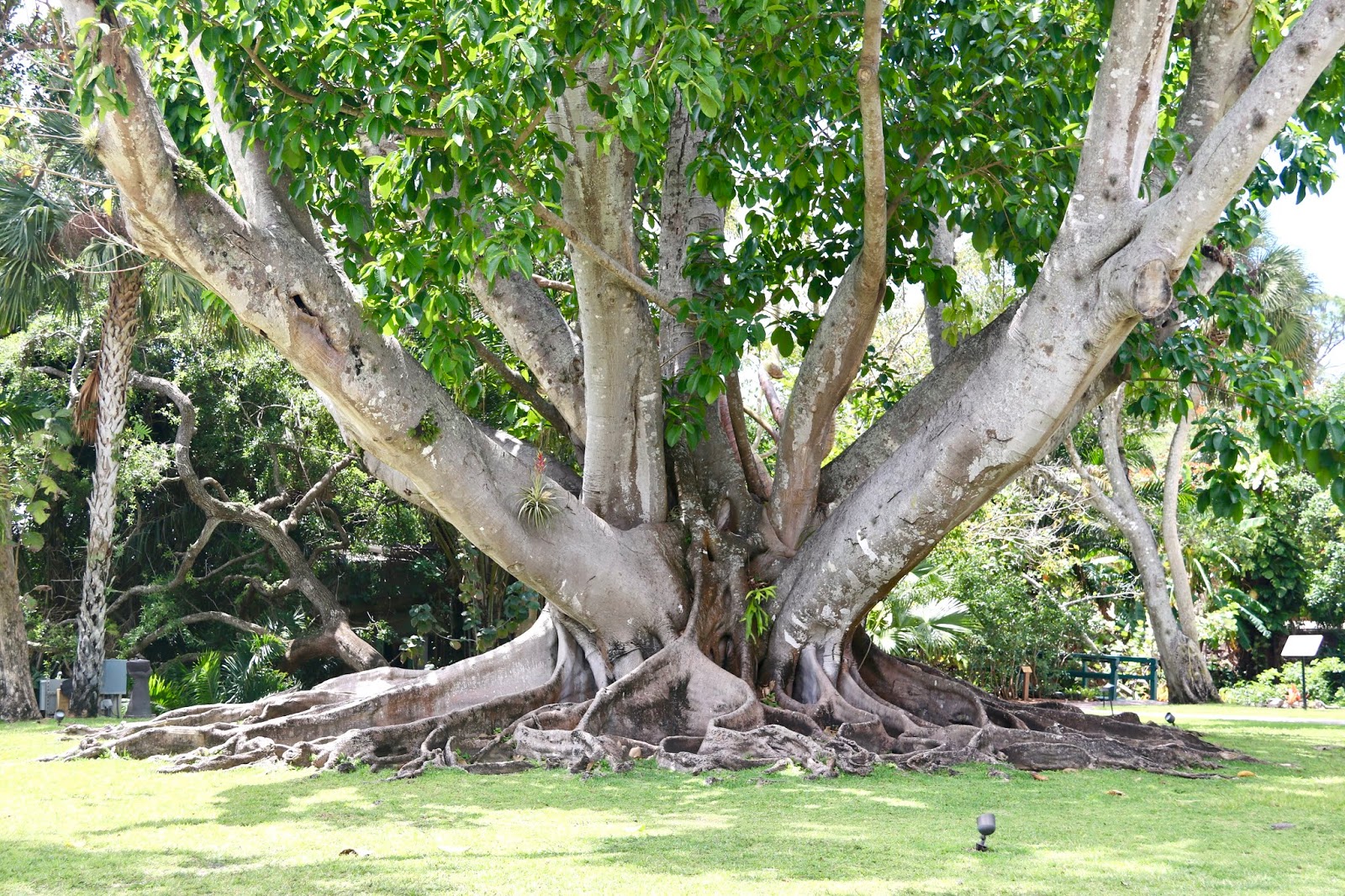 Southwest Daily Images: Mysore Fig Tree