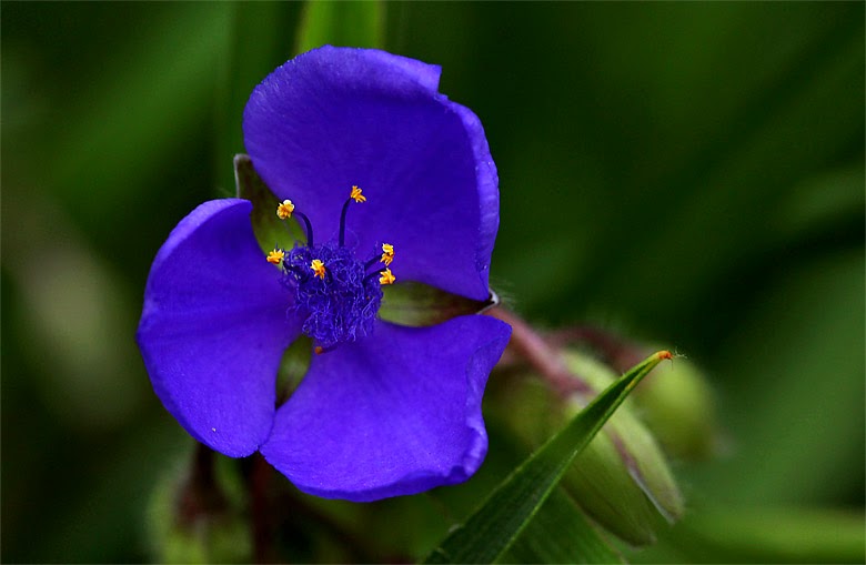 Flower Homes: Spiderwort Flowers