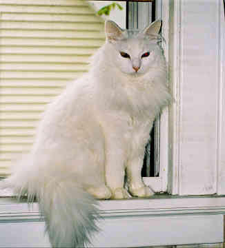 Turkish Angora Cats Information-Facts & Pictures | All Wildlife Photographs