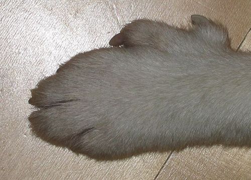 todo sobre perros: es cierto que los pies del perro tienen un dedo menos?