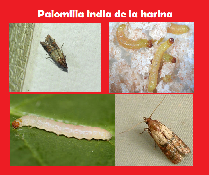 Palomilla india de la harina (Plodia interpunctella H.). Manual gratis