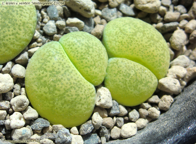 Lithops Stories: This year's Lithops portraits: Ventergreens (3 pics)