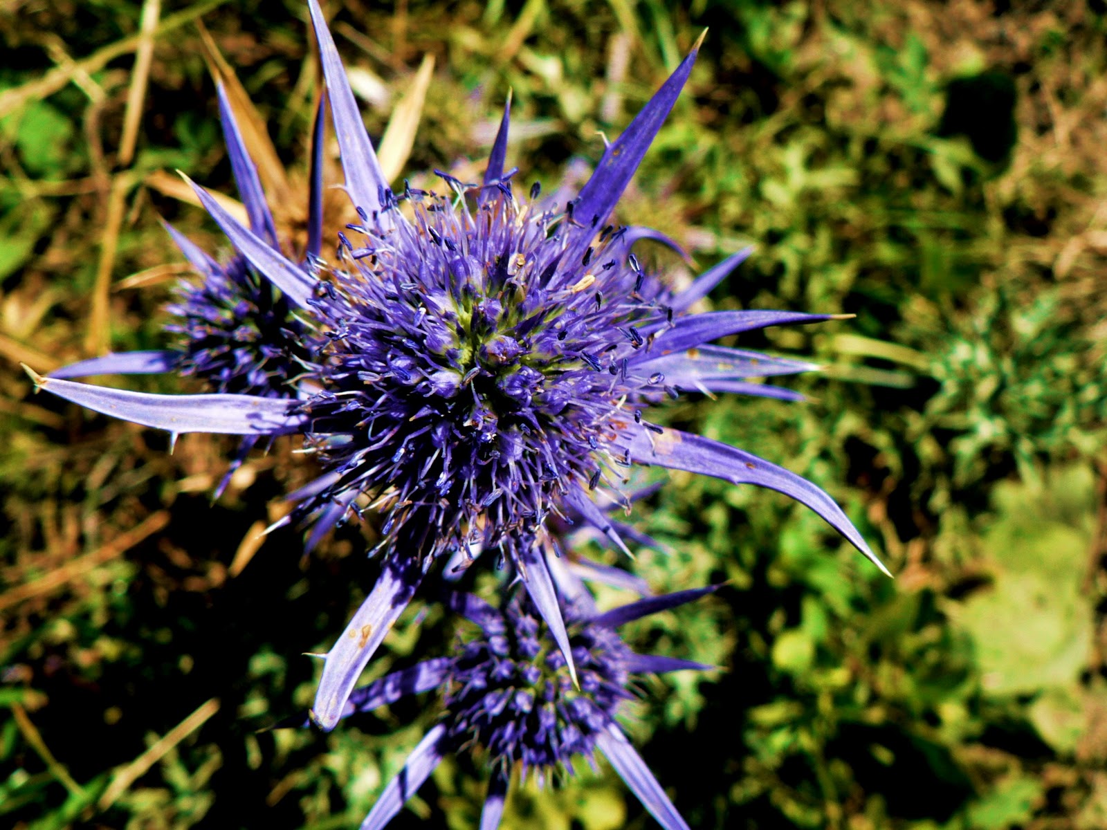 @ VEO VEO @: LOS CARDOS TAMBIEN TIENEN SU ENCANTO