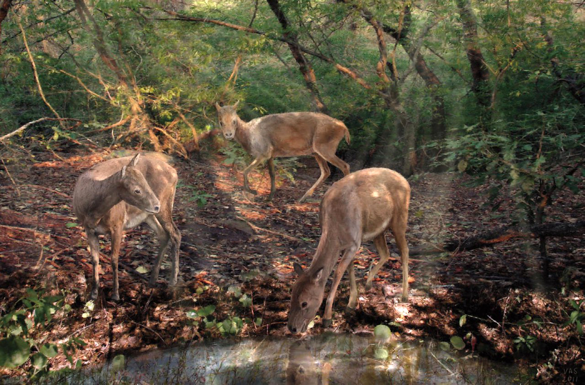 The Magic cafe: Исчезнувшая Южная Америка Велизара Симеоновски. Часть I ...