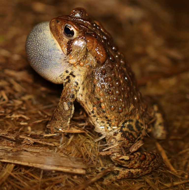 Ohio Birds and Biodiversity: An orgy of toads
