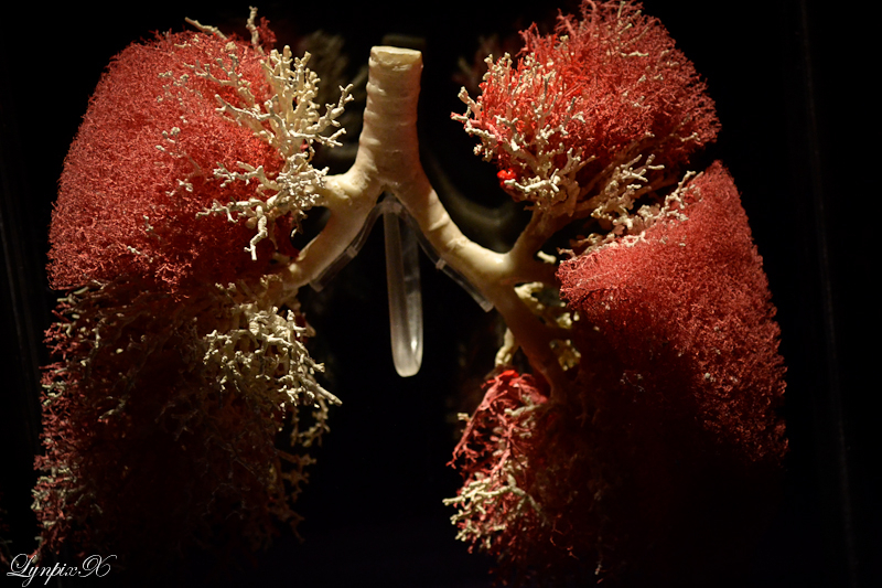 LynPixX: Exposition Human Body