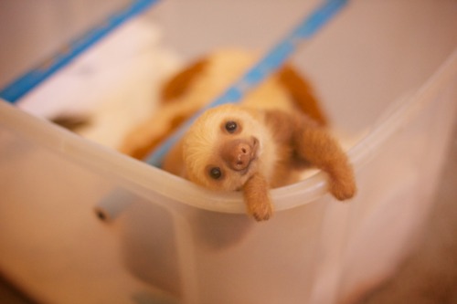 White Wolf : Cute Baby Sloths (Photos-Video)
