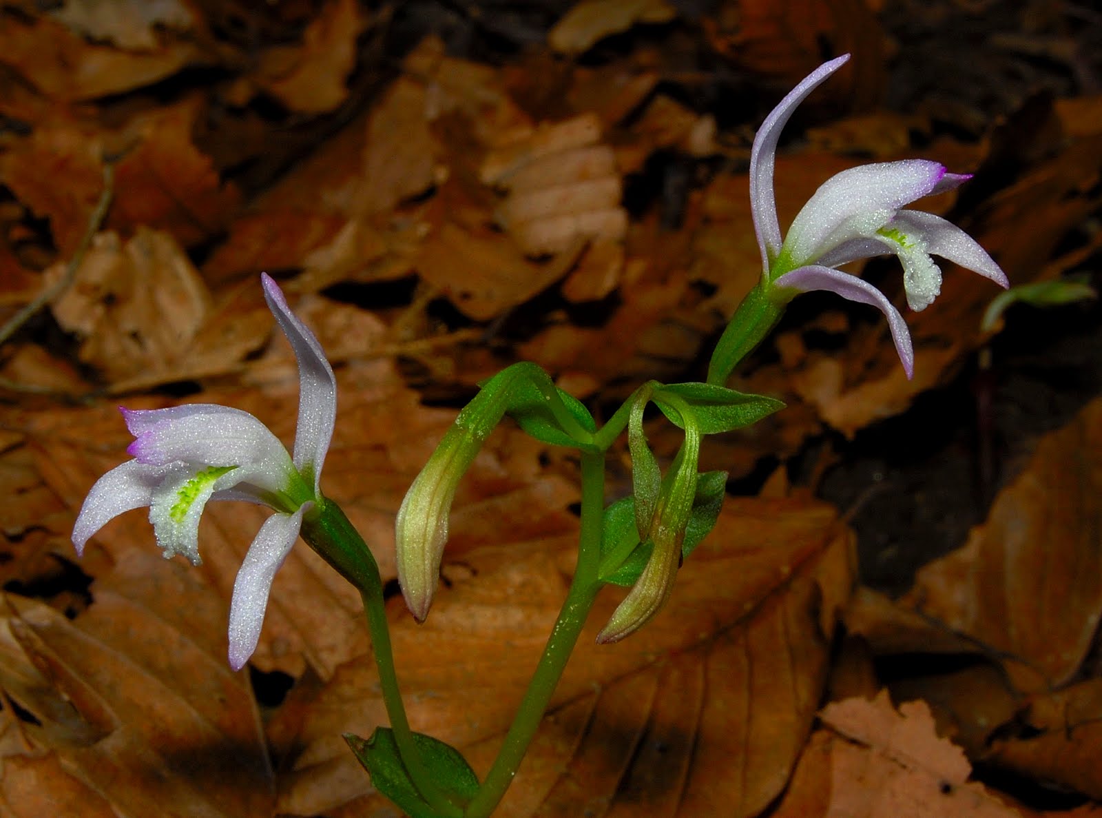 Get Your Botany On!: Triphora trianthophora, Three Birds Orchid