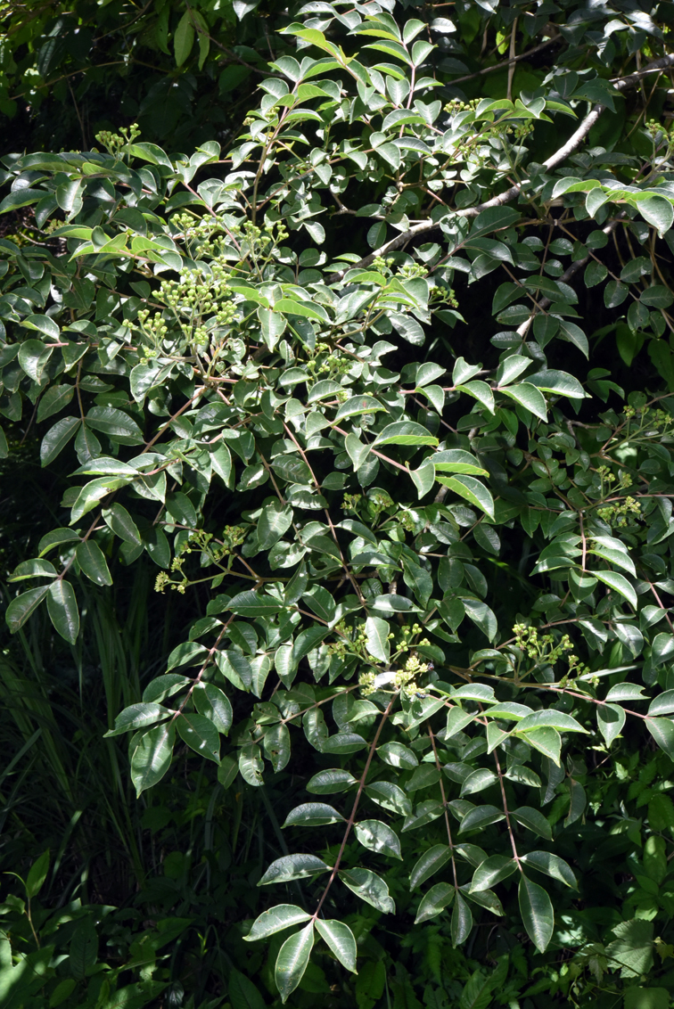 福星花園: 吳茱萸