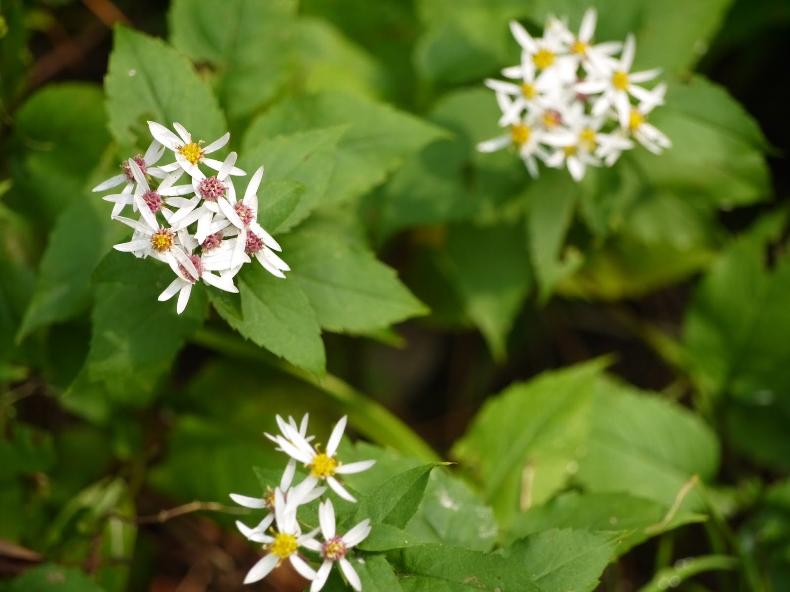 gardens@duke: Discovering White Wood Aster