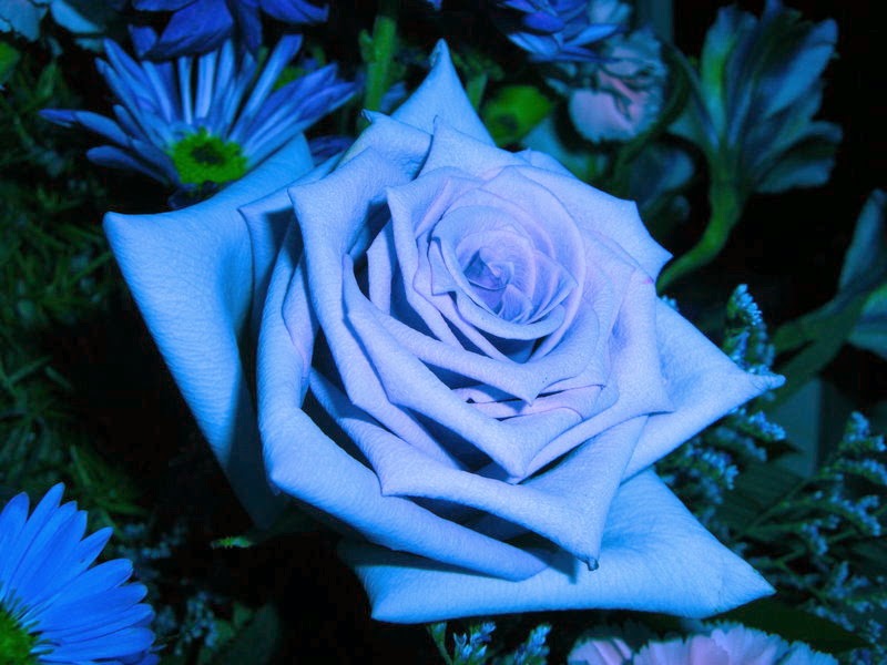 Mawar Melur: Bunga Mawar Biru yang Indah