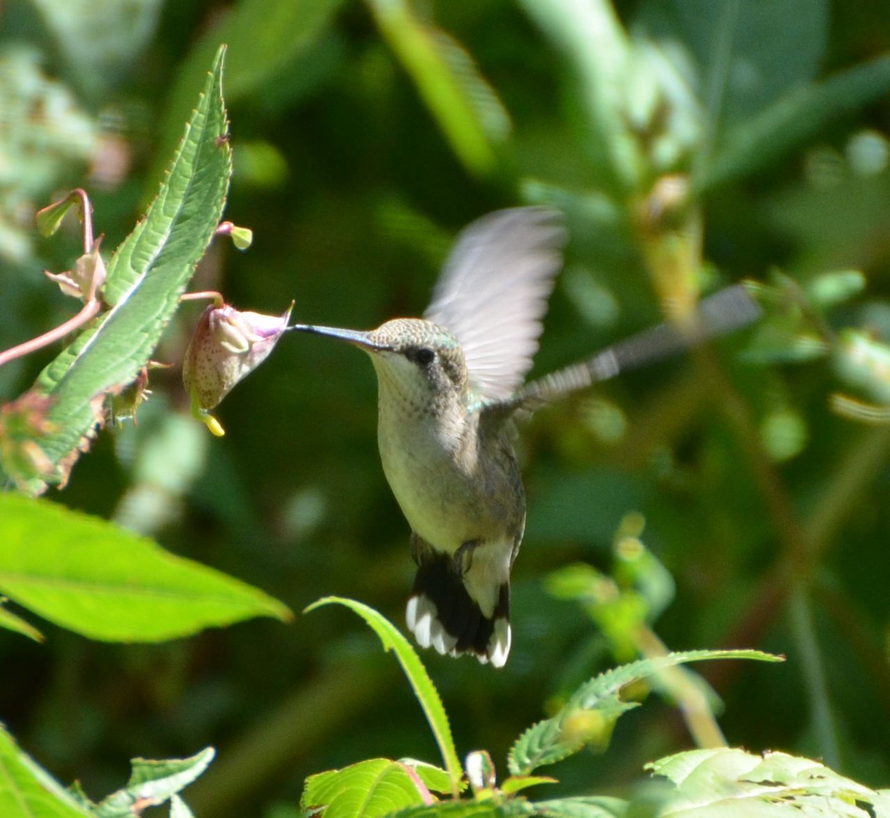 Flower Hill Farm: Ruby-throated Hummingbirds Within the Late Summer Garden