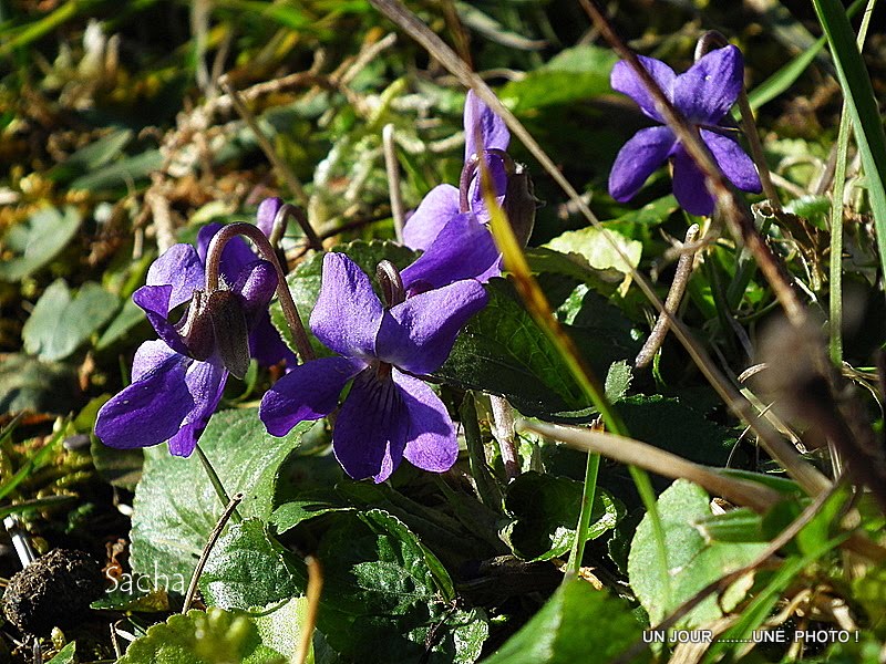 Un jour....Une photo !: Premières violettes