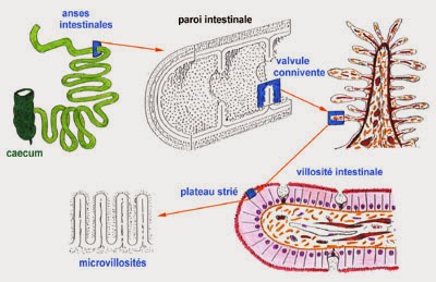 Anatomie et physiologie digestives | Récap' IDE