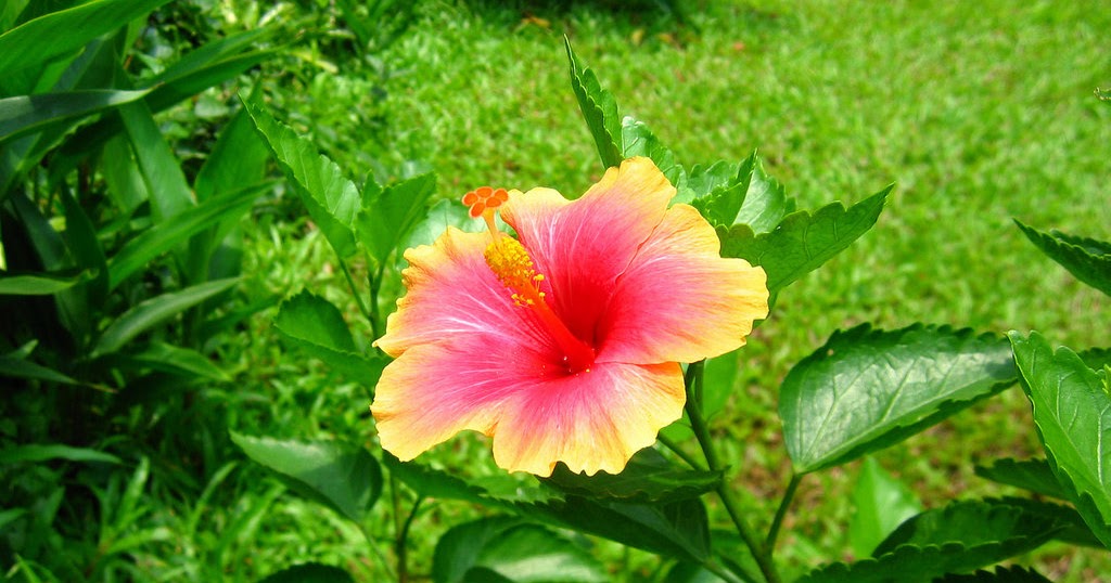 Halamang Gamot - Gumamela - KeyzoneBlog