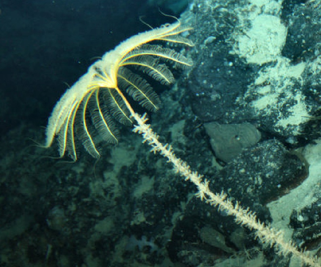 Species New to Science: [Invertebrate • 2016] Porphyrocrinus ...