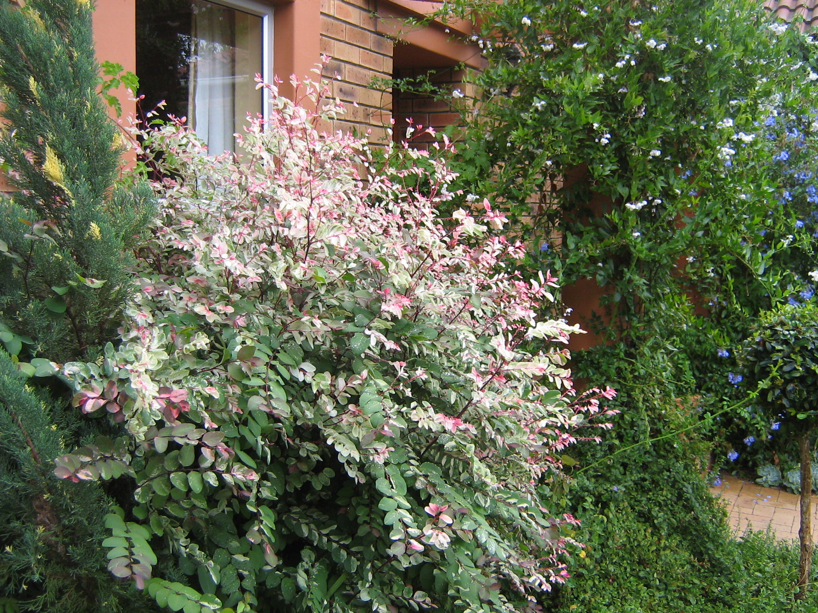 Tassels Twigs and Tastebuds: The world outside my window....