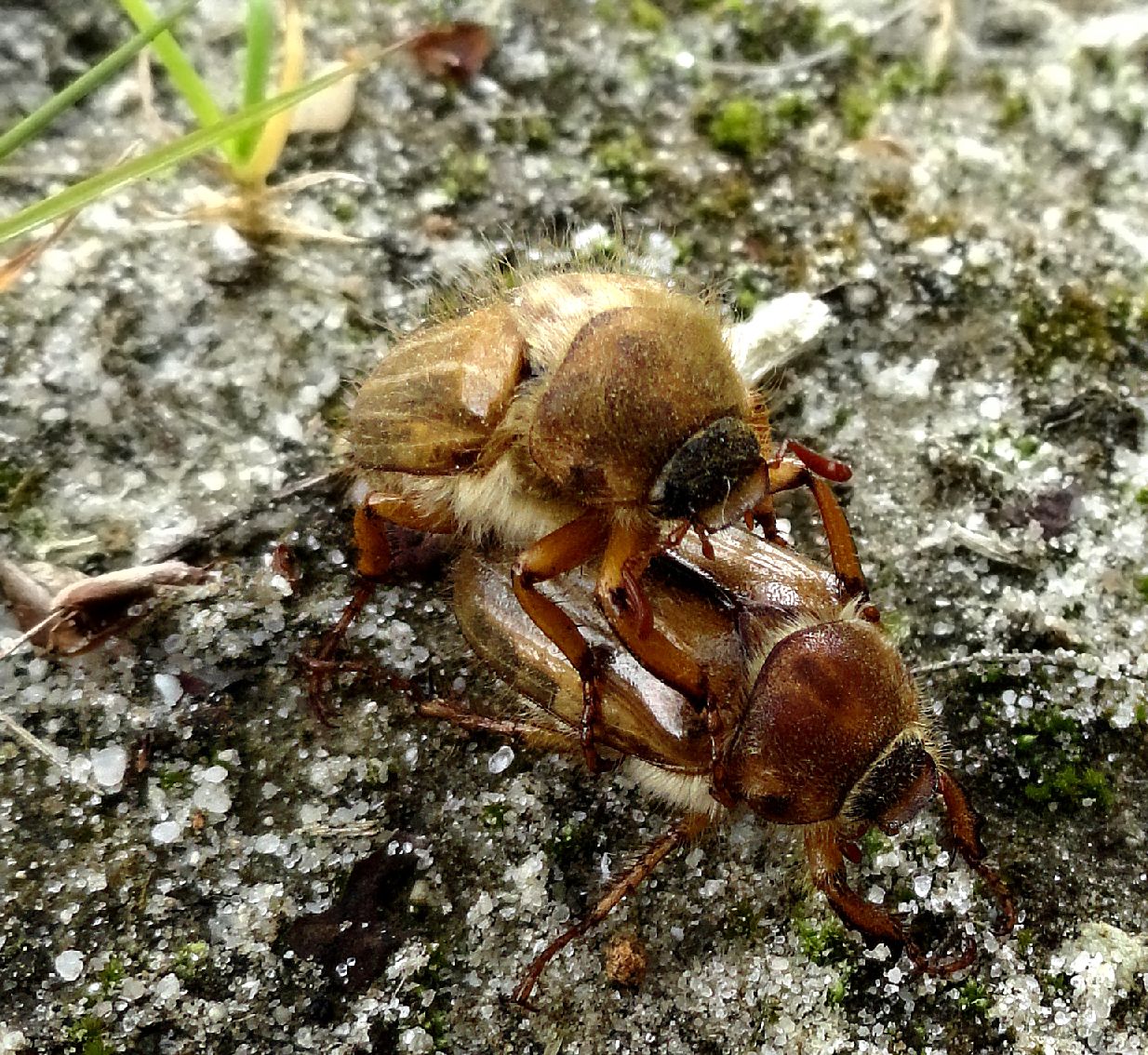 Weert en natuur: Allemaal beestjes#3