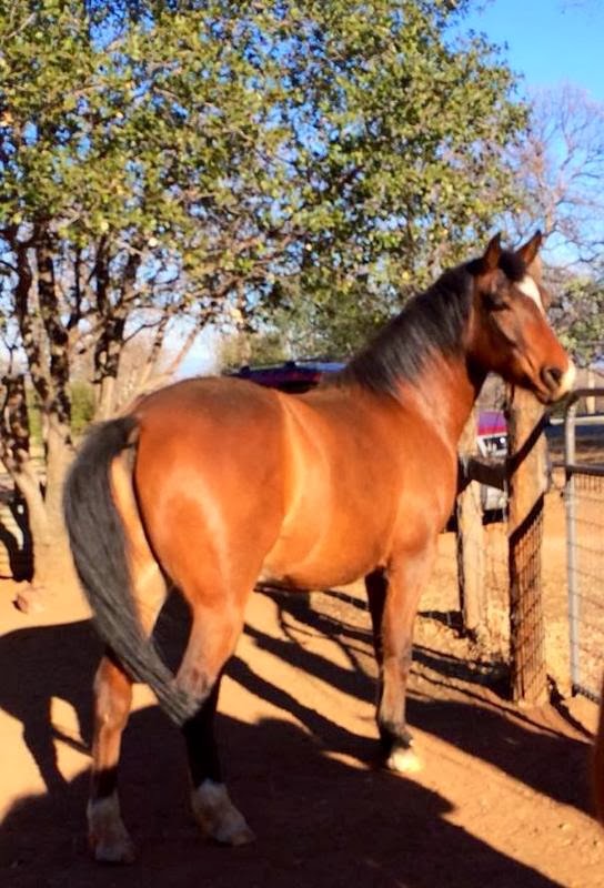 Redheaded Endurance: Featured Horse: Big Handsome Morab coming-3 yr old ...