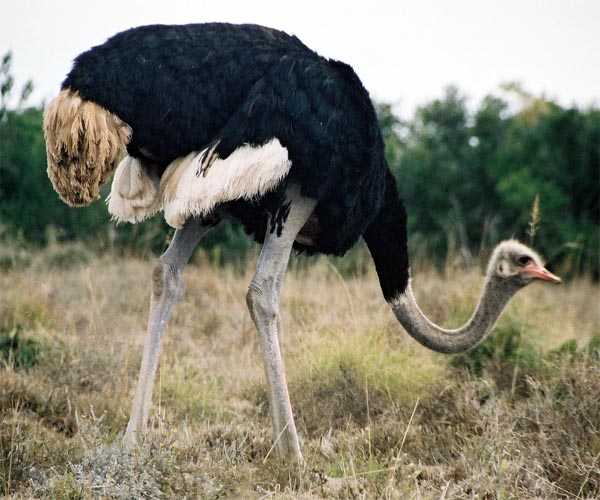 Descrizione: Struzzo • Scuolissima.com