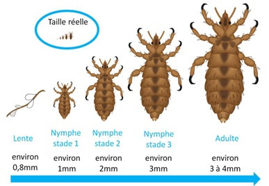 Bébé Chat'stuces: ~Concours~ Halte aux poux avec Cinq sur cinq - TERMINÉ