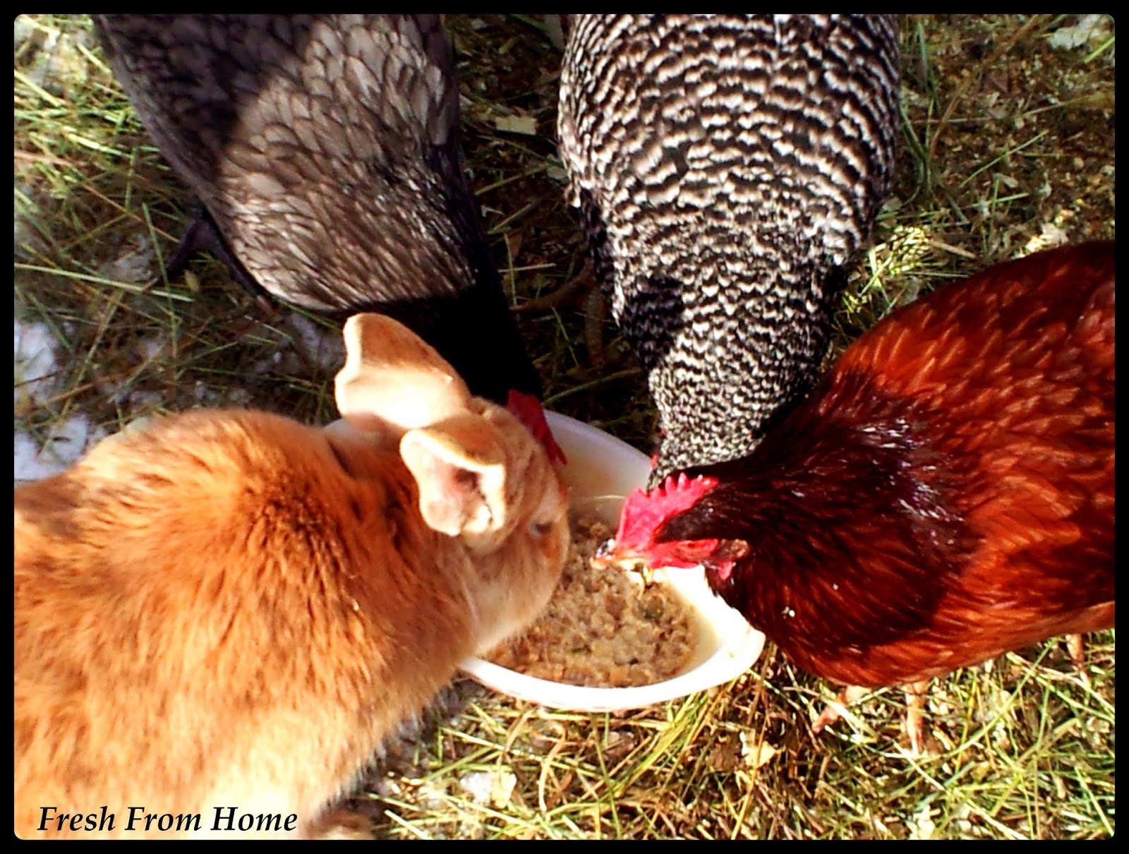 Fresh From Home: Several Simple Steps to Satisfy Your Chilly Flock