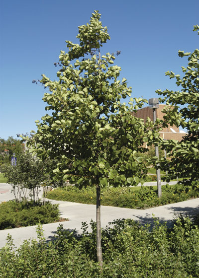 Black Alder ~ Wild Life