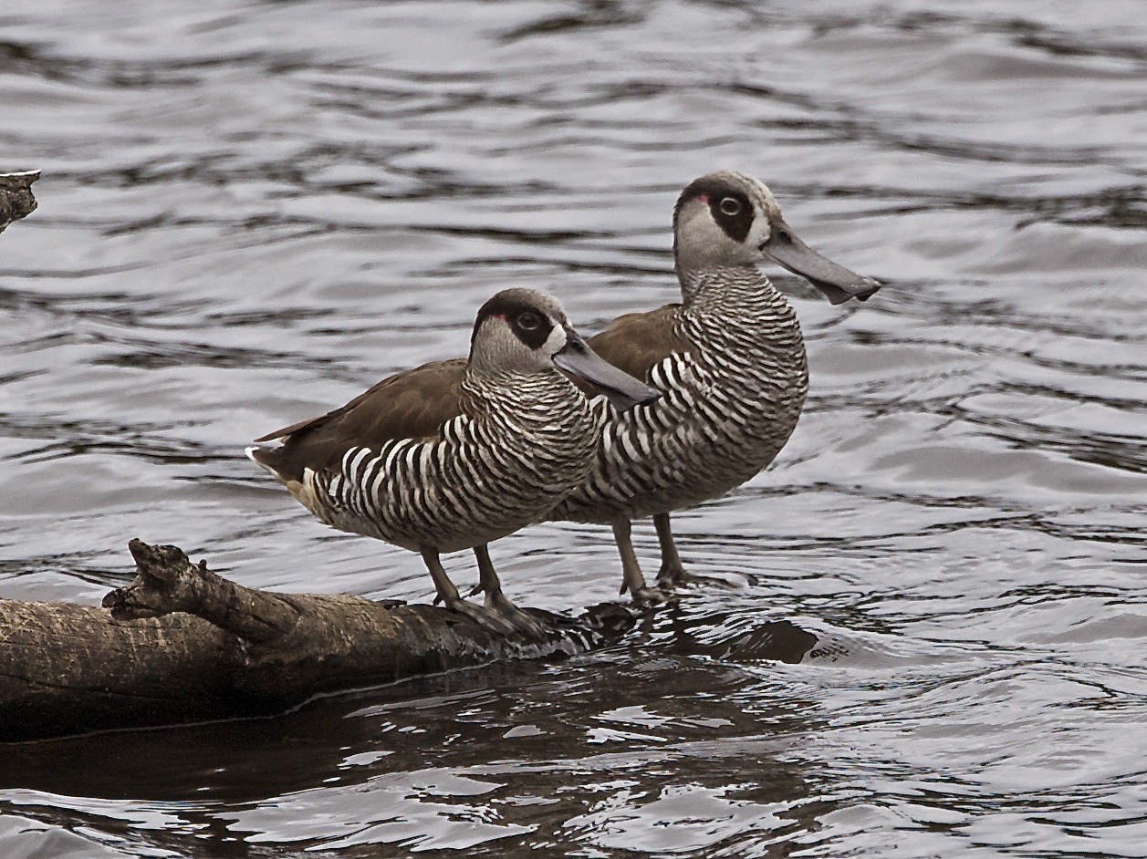 Avithera: January 2015