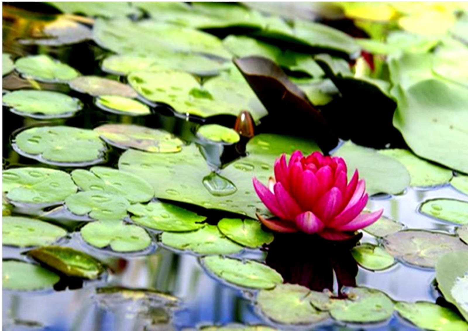 Gambar Aneka Bunga dan Keterangannya