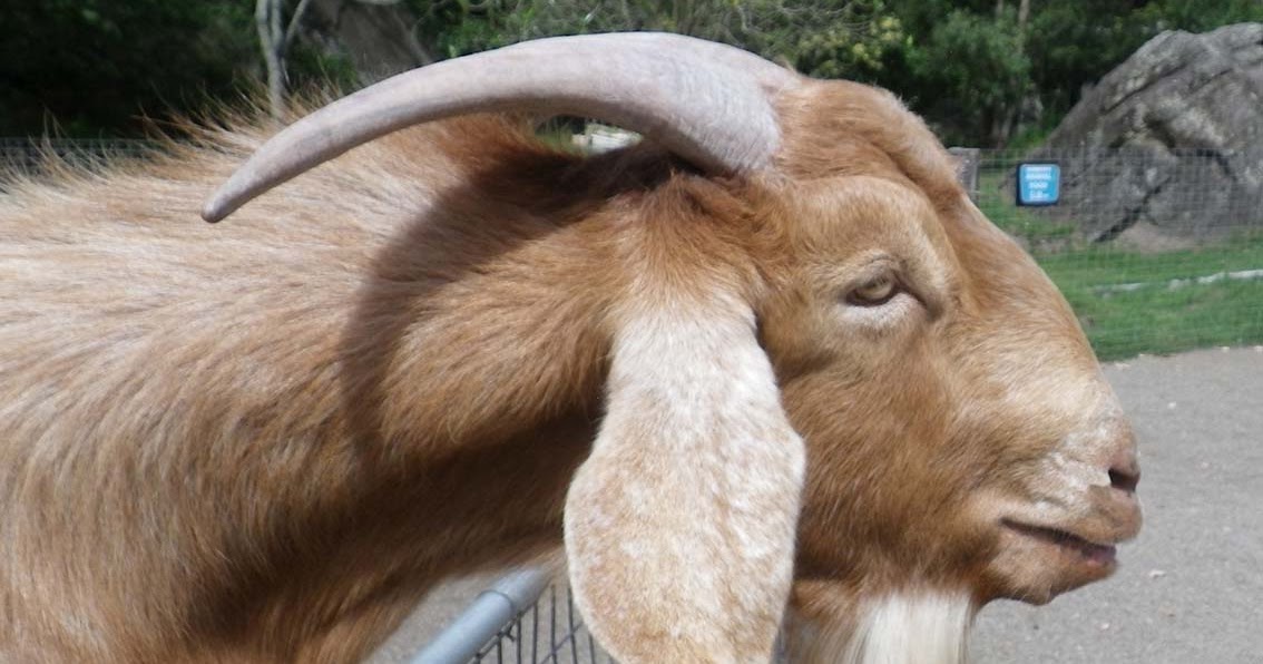 Cate Ellink: Wildlife Wednesday - goats