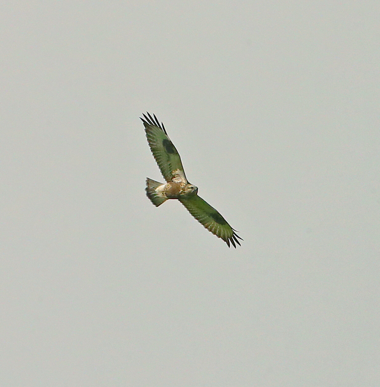 Darley Dale Wildlife: Rough-legged Buzzard - Beeley Moor and Slack Hill