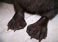 Author Robin Densmore Fuson: Teasing