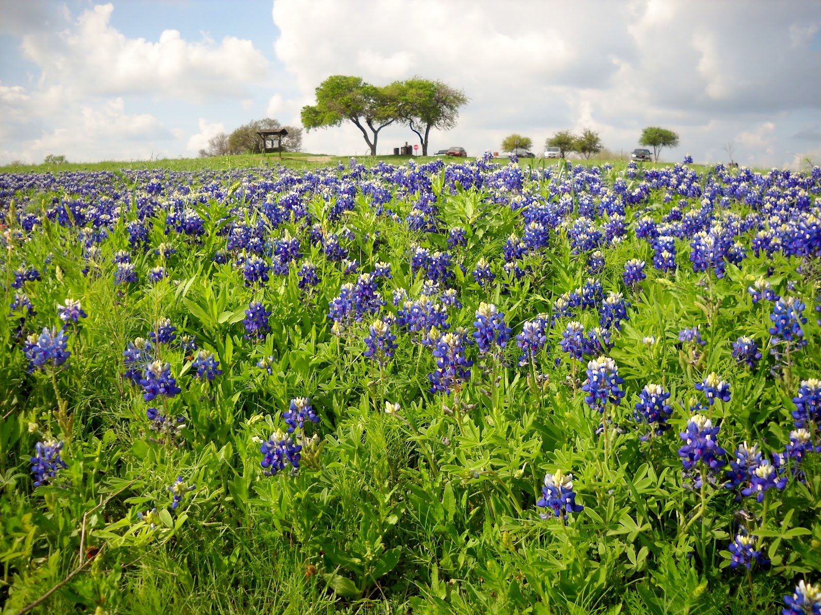 White Rock Lake, Dallas, Texas: Brilliant Bluebonnets Blooming at White ...